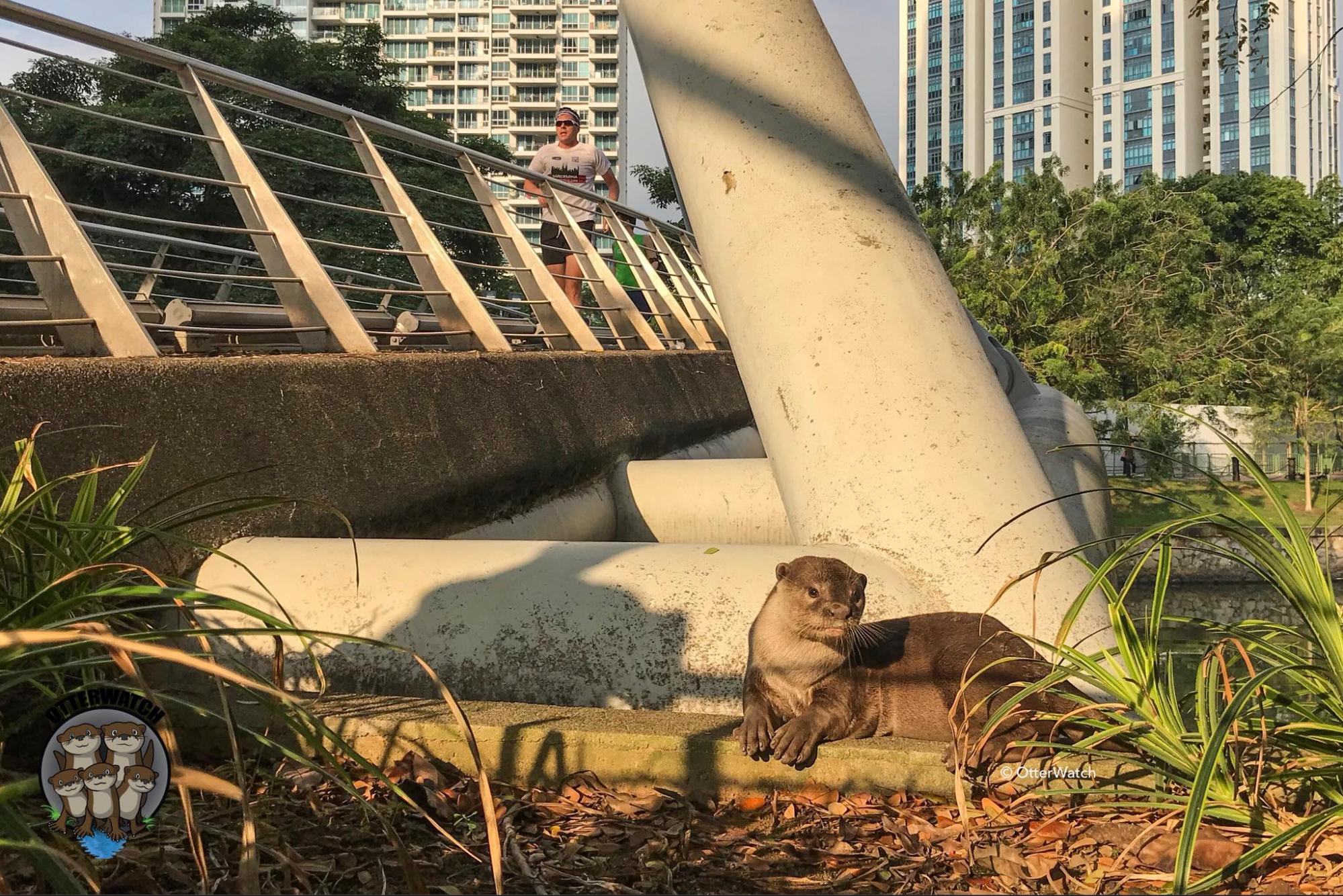Singapore's Love for Otters Reveals Its Double-Standards towards ...